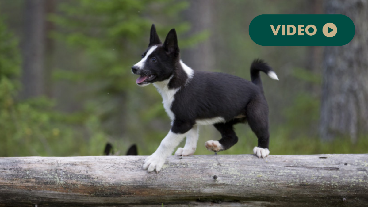 Karjalankarhukoiran pentukoulutus metsästyskoiraksi